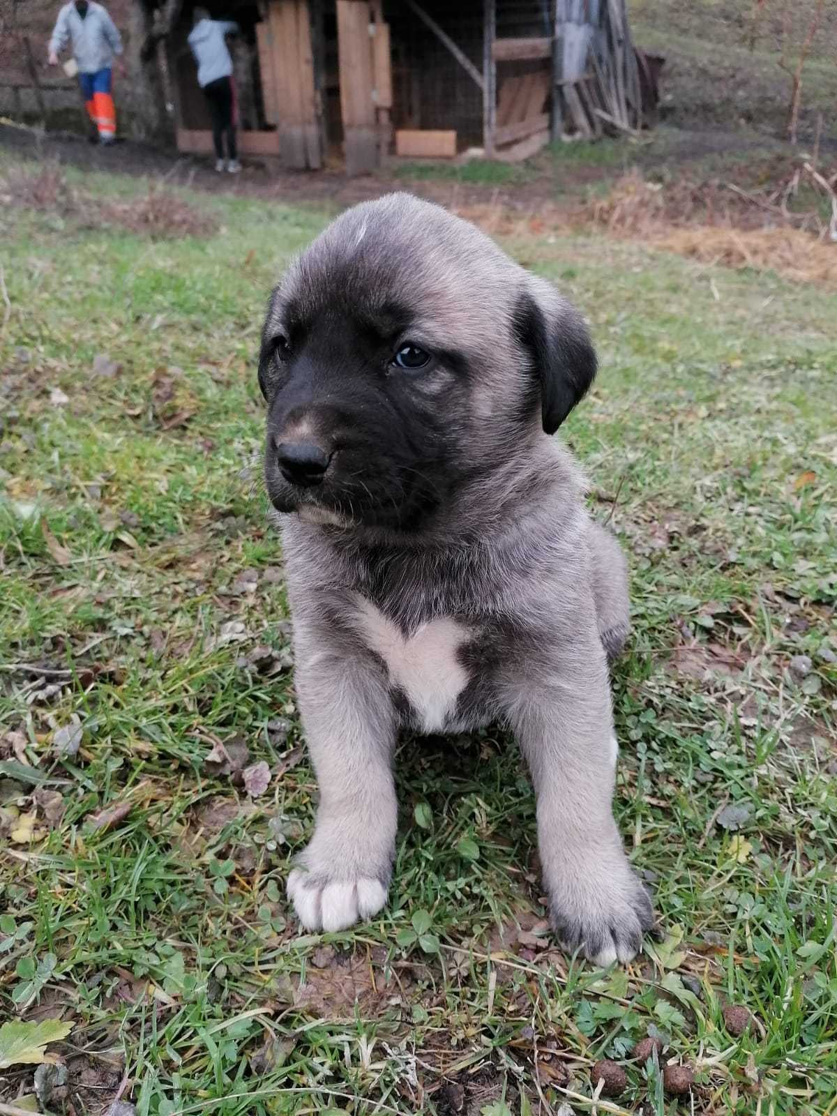 Kangalski pas - vrhunski čuvar ⋆ olovka.info
